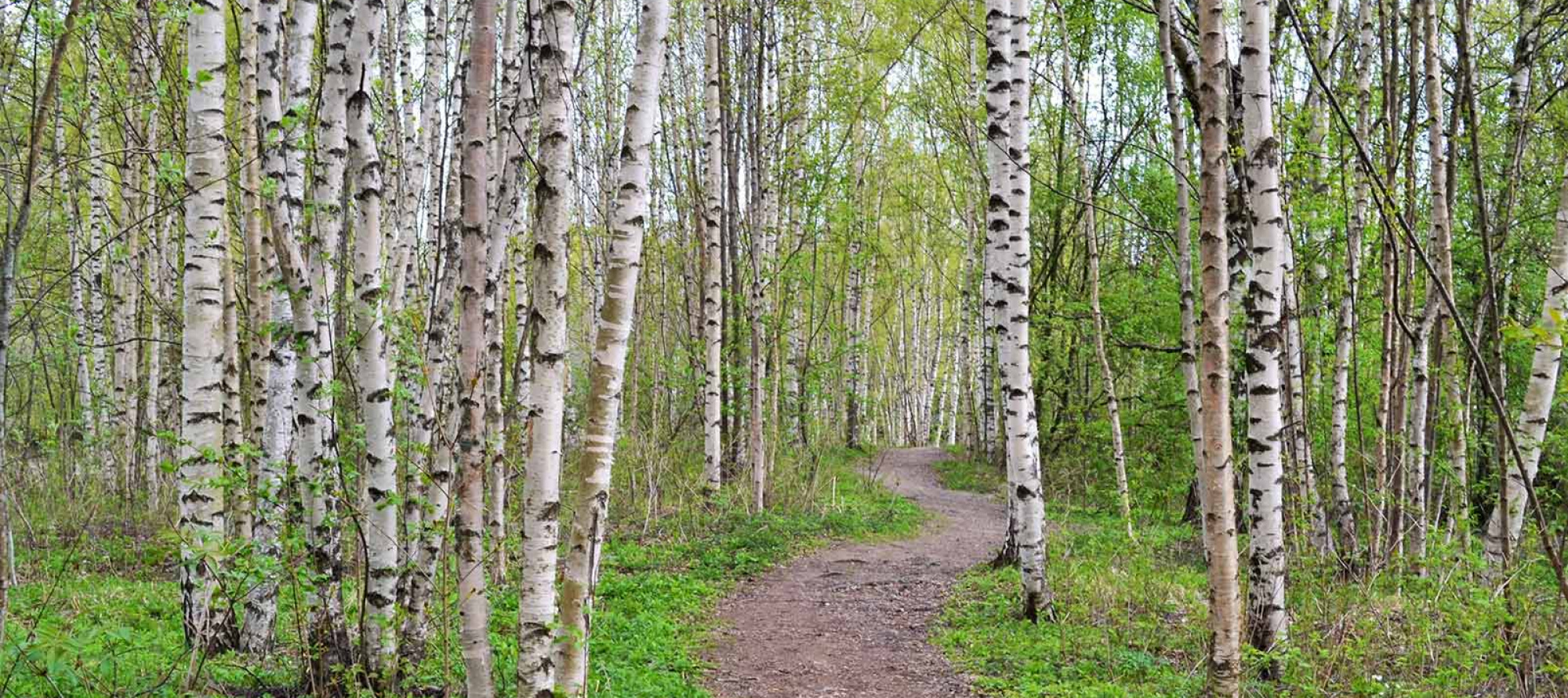 Birken haben einen besonderen Platz in der finnischen Seelenlandschaft ...